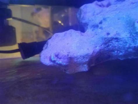 Is My Bta Sick The Reef Tank