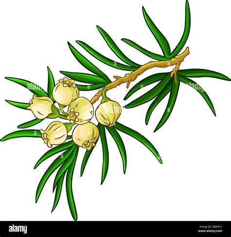 Juniper Branch Colored Detailed Illustration Stock Vector Image And Art Alamy