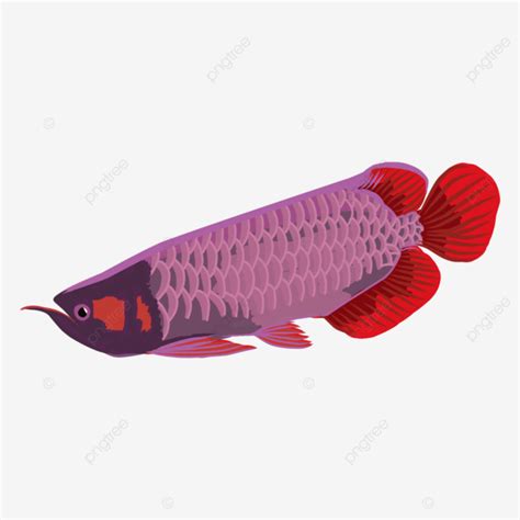 Image Of Red Arowana Fish Vector Fish Exotic Arowana Png And Vector