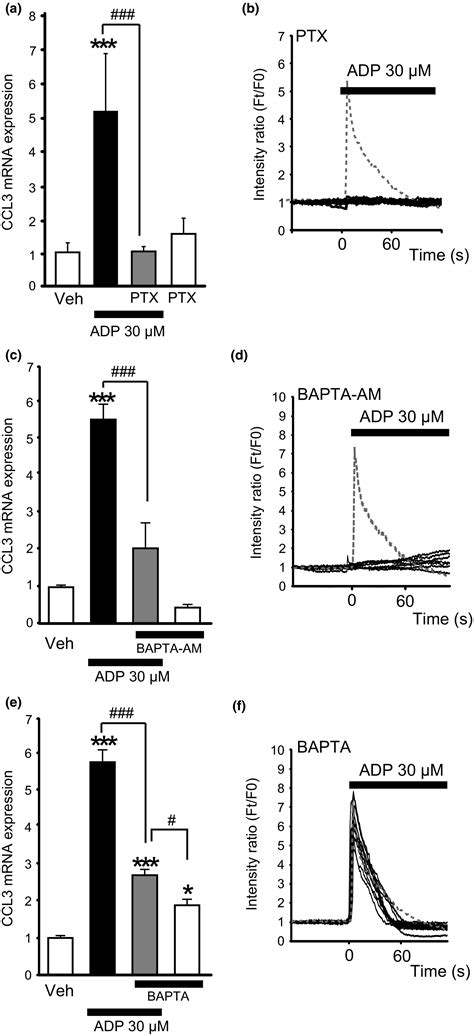 P2y12 Receptors In Primary Microglia Activate Nuclear Factor Of