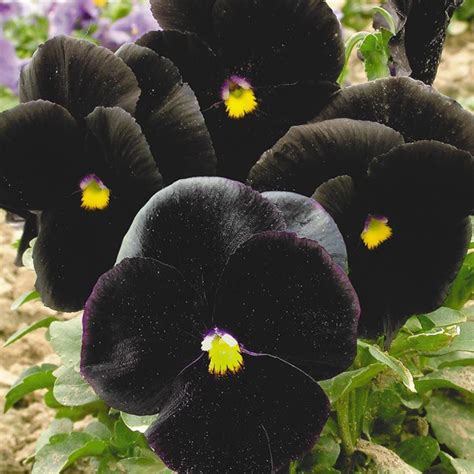 Seeds Names, Seed Packaging, Black King, Pansies Flowers, Seed Bombs ...
