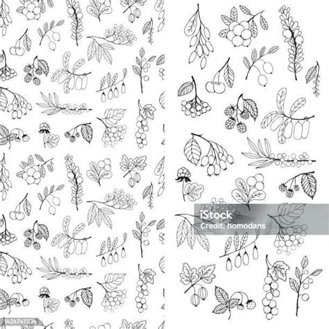 野生と栽培の果実とシームレスなパターンのセット エルダーベリーのベクターアート素材や画像を多数ご用意 エルダーベリー スケッチ