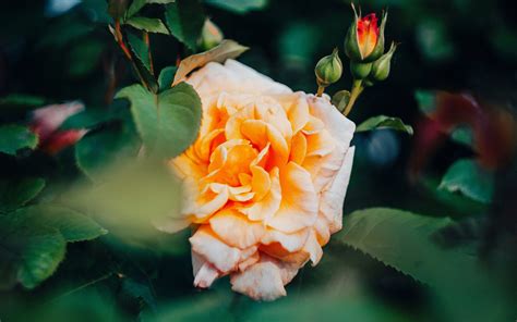 Обои роза на рабочий стол