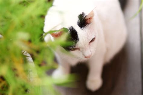 귀여운 흑인과 백인 고양이 나무 테라스에 앉아 국내 고양이의 야외 생활입니다 가축에 대한 스톡 사진 및 기타 이미지 가축