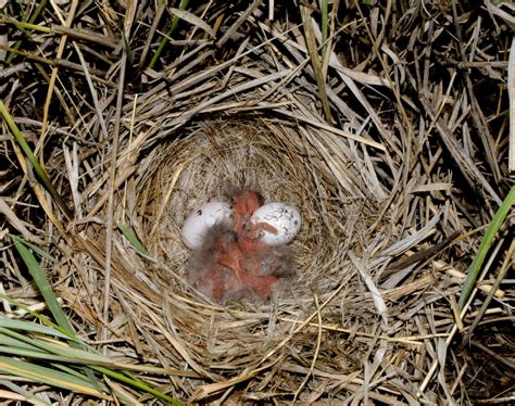 Sparrow Nest