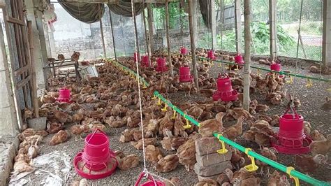 গরমে মুরগীর বাচ্চা উল্টাইছে।। Pakhi Agro Youtube