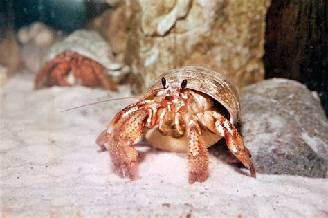 Hermit Crab Now I Know