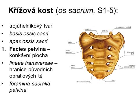 Basis Ossis Sacri Basis Ossis Sacri — Латинский
