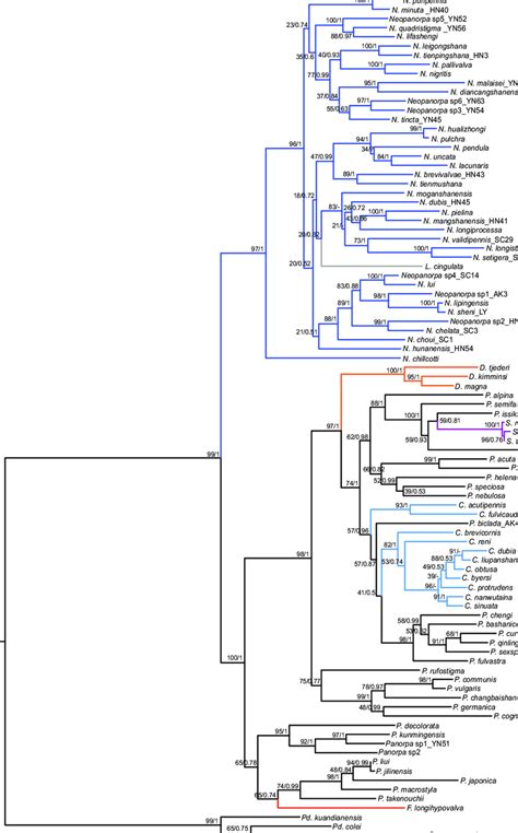 Phylogenetic Tree Obtained From Maximum Likelihood Ml Analysis Based Download Scientific
