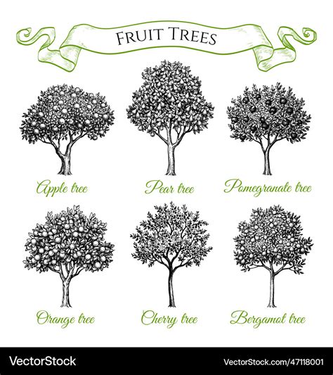 Fruit Trees Set Royalty Free Vector Image VectorStock