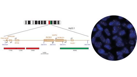 Cytocell Fluorescence In Situ Hybridisation Fish Ogt