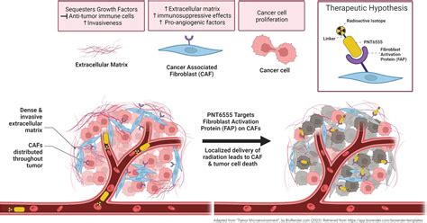 Preclinical Development Of Pnt6555 A Boronic Acid Based Fibroblast