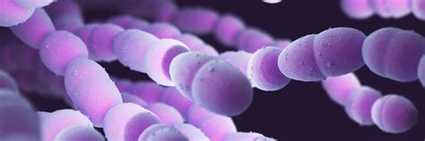 Current Vaccines Do Not Cover One Third Of Pneumococcal Serotypes