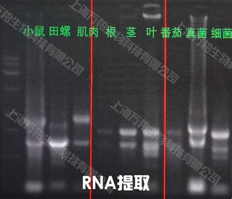 Rna