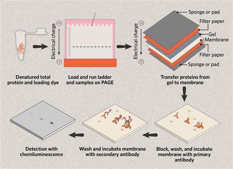 Western Blot Protocol Troubleshooting And Applications The Scientist
