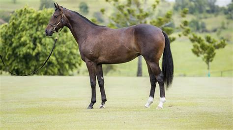 ZIG ZAG TORQUE Stridyl