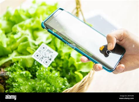 Customers Buy Organic Vegetables From Hydroponics Farm And Pay Using Qr