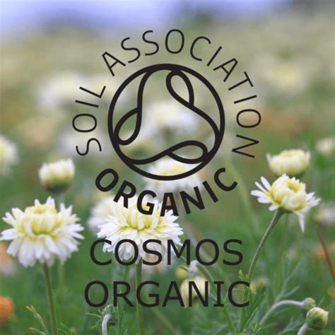 Organic Chamomile Roman Oil Organic Chamomile Roman Essential Oil