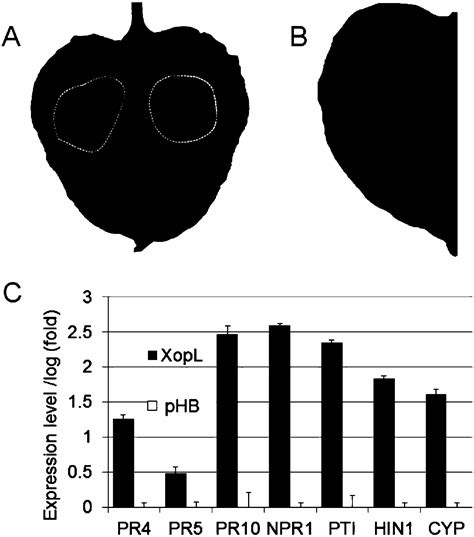 Tobacco Ferredoxin Capable Of Improving Disease Resistance Of Rice And Coding Gene Of Tobacco