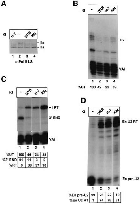 Inhibition Of Ctd Kinases Affects Recognition Of The 3 ¢ Box A The Download Scientific