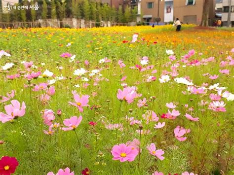 서울시 내 손안에 서울