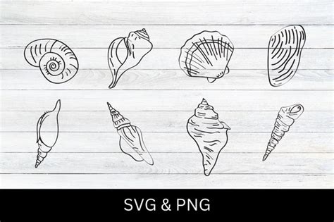 Sea Shell Bundle Svg Graphic By Foliedesign · Creative Fabrica