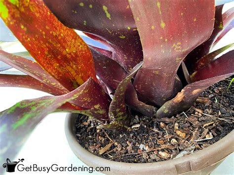 4 Simple Steps For Propagating Your Bromeliads Get Busy Gardening