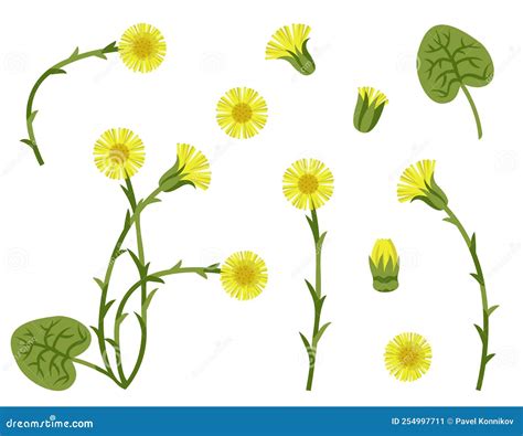 Set Of Mother And Stepmother Design Elements Stock Vector Illustration Of Petal Wildflower