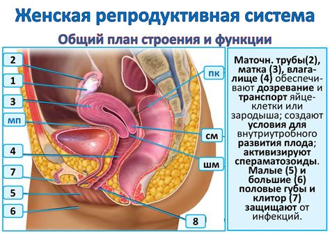 Строение и функции репродуктивной системы презентация онлайн