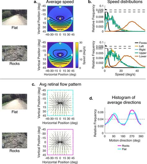 Correction Retinal Motion Statistics During Natural Locomotion Elife