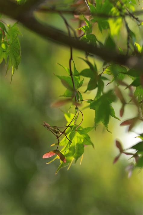 단풍 단풍잎 단풍나무 Pixabay의 무료 사진