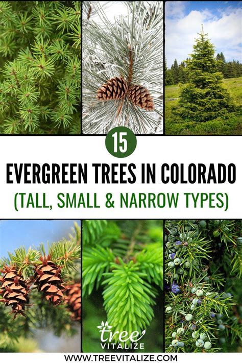 15 Types Of Evergreen Trees For Your Colorado Backyard