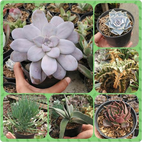 Jual Tanaman Hias Sukulen Dan Kaktus Mini Harga Murah Bandung Oleh Toko