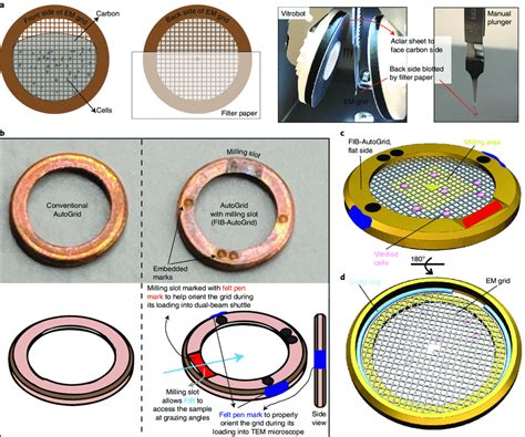 Blotting And Clipping Grids Into FIB AutoGrids A Cells Are Download Scientific Diagram