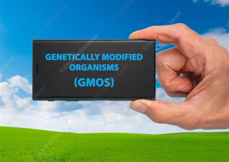 Genetically Modified Organisms Stock Image F044 1295 Science Photo Library