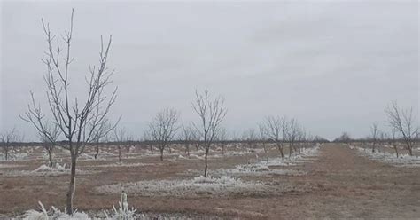 Intenso Frío En Regiones De Cinco Manantiales Causa Escarcha Y Hielo