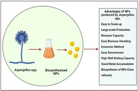 Industrial Applications Of Nanomaterials Produced From Aspergillus