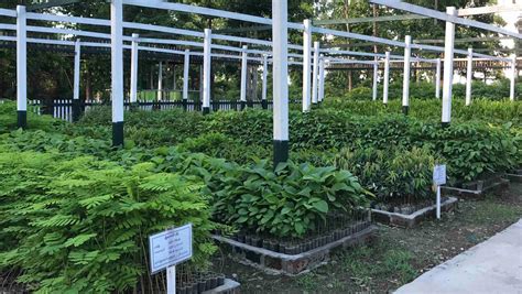 မိုးဦးရာသီသစ်ပင်စိုက်ချိန် ဒေသခံပြည်သူများ အခမဲ့စိုက်ပျိုးနိုင်ရန် မြို့နယ်သစ်တောဦးစီးဌာနတွင် ပ