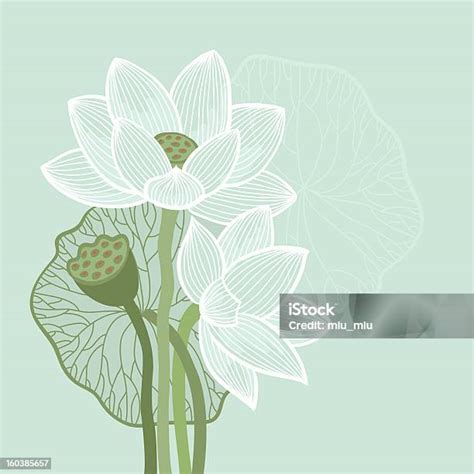 Lotus Flowers向量圖形及更多睡蓮圖片 睡蓮 插圖 矢量圖 Istock