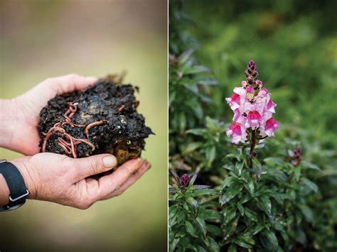 Organic Food Farming With Gardening Guru Claire Mummery Nz Herald