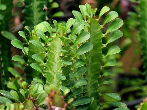 How To Grow And Care For Garden Euphorbias Love The Garden