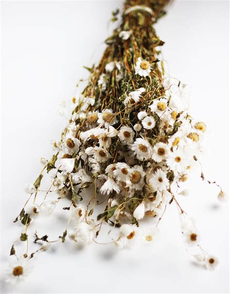 Wholesale Spring Dried Flowers L Whalesale Spring Dried Flowers Dried Flowers Decor