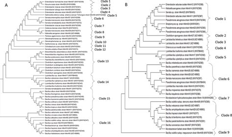This Phylogenetic Tree Constructed Using The Raxml Algorithm Download Scientific Diagram