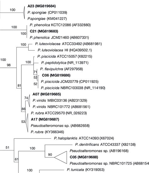 Maximum Likelihood Phylogenetic Tree Jukes Cantor Model From The Download Scientific Diagram