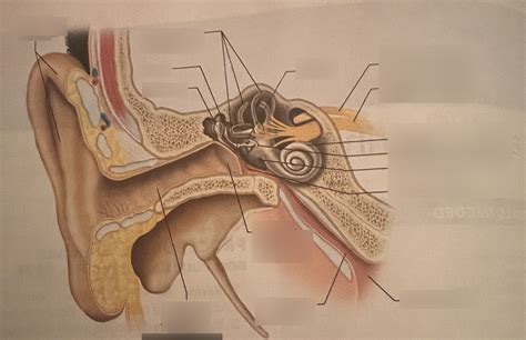 Inner Ear Diagram Quizlet