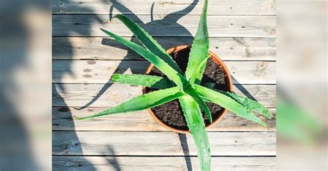 Aloe Vera Juice Is Most Beneficial Know The Benefits Of Drinking Aloe