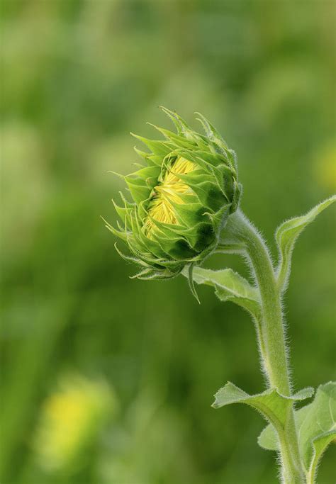 Sunflower Beginnings Photograph By Rose Guinther Pixels