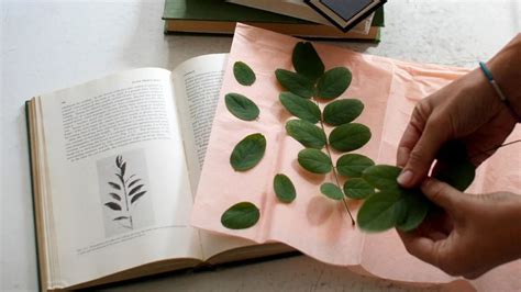 Plantas Y Escritoras De Emily Dickinson A Marosa Di Giorgio Cómo El