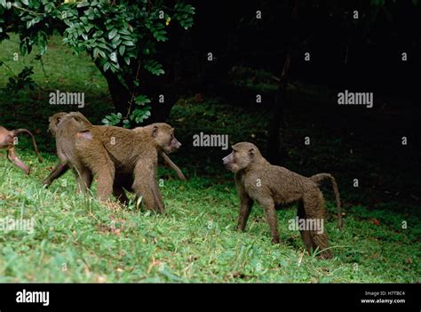 Olive Baboon Papio Anubis Confrontation Gombe Stream National Park