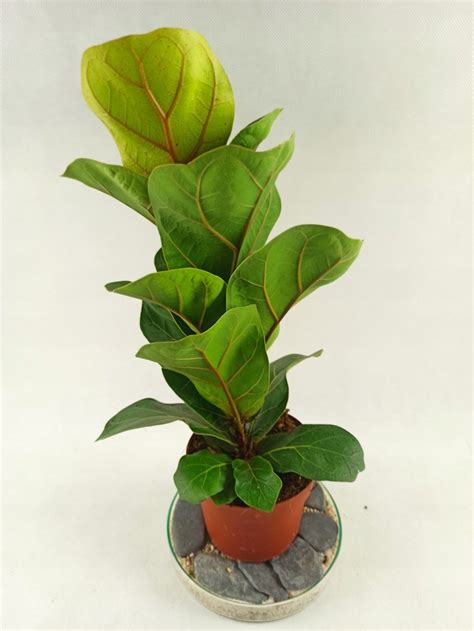 Ficus lyrata Bambino Figowiec dębolistny 12298072050 oficjalne
